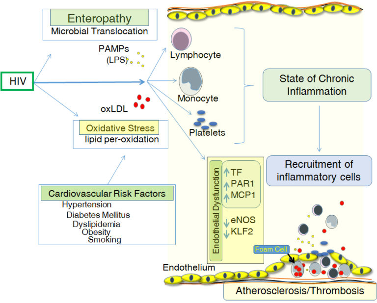 Schematic Model of Vascular Inflammation and Endothelial dysfunction in ...