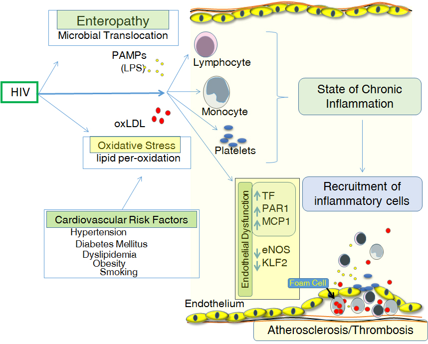 Schematic Model of Vascular Inflammation and Endothelial dysfunction in ...